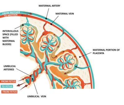 The Power of the Placenta - Pregnancy & Newborn Magazine